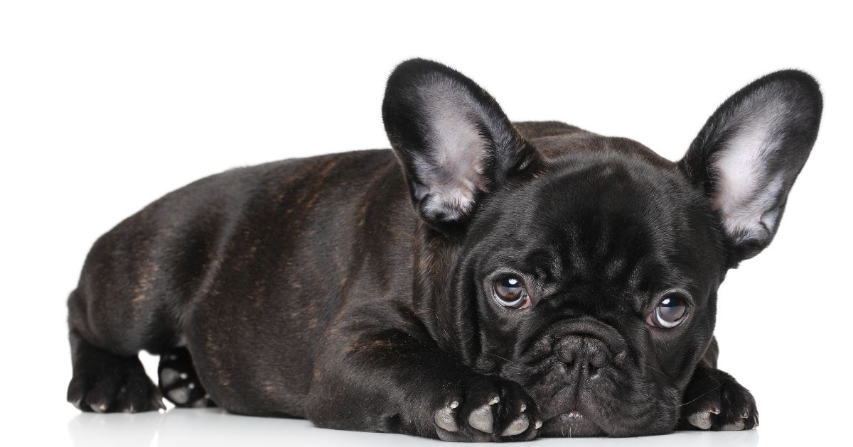 Can Frenchies Breed Naturally? - Serena's Chronicles
