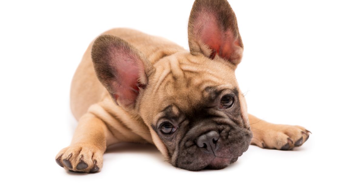 French Bulldog Cleft Palate - Serena's Chronicles