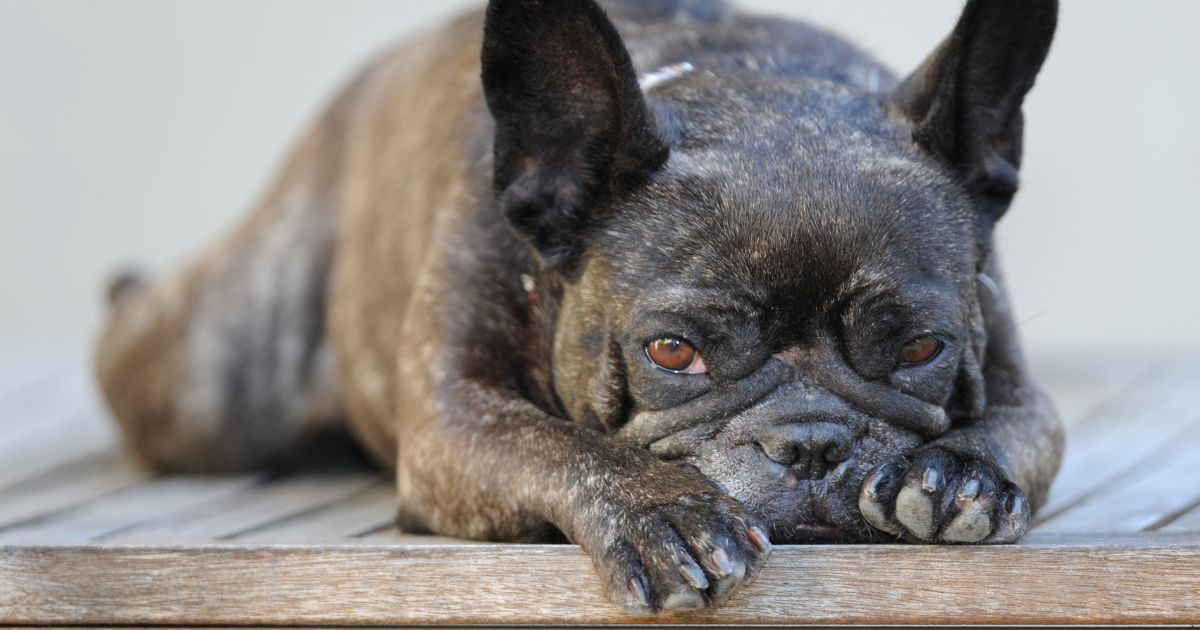 French Bulldog Cleft Palate - Serena's Chronicles