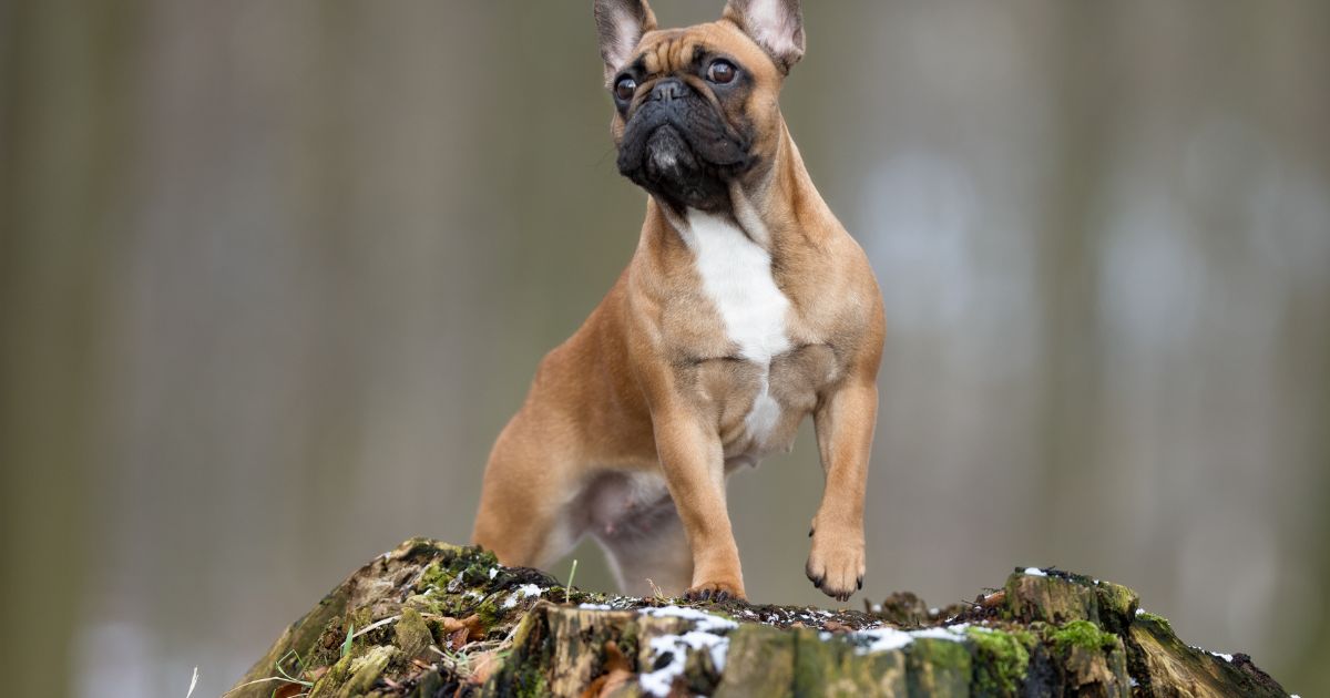 French Bulldog Intervertebral Disc Disease - Serena's Chronicles