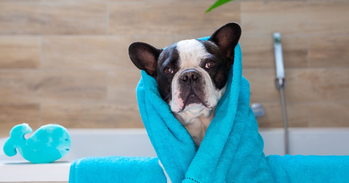 French Bulldog Intervertebral Disc Disease - Serena's Chronicles