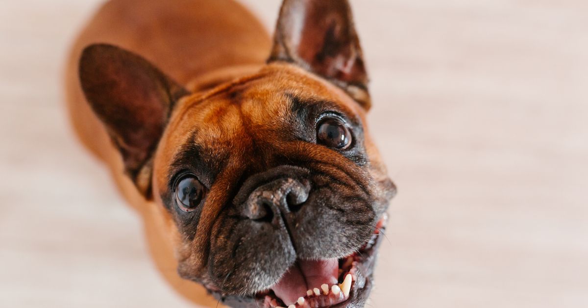French Bulldog Intervertebral Disc Disease - Serena's Chronicles