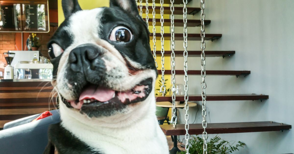 French Bulldog Intervertebral Disc Disease - Serena's Chronicles
