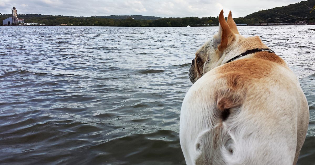 How to Take Care of a French Bulldog Tail - Serena's Chronicles